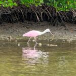 Beginner One Hour Guided Kayaking and SUP Activity - Why This Tour Stands Out