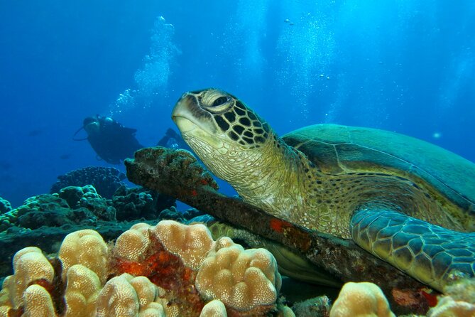 Beginner Scuba Dive in Lahaina: Swimming Required - Practical Tips for Participants
