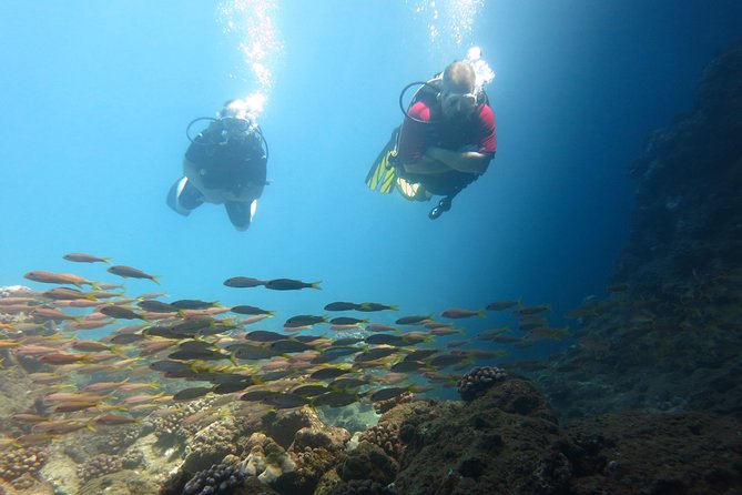 Beginner Scuba Dive in Lahaina: Swimming Required - Frequently Asked Questions