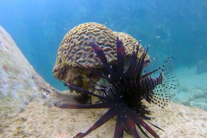 Beginner Scuba Diving Adventure with Videos in Honolulu - Practical Tips for Your Tour