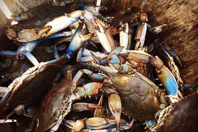 Behind the Scenes of Shem Creek Shrimp Walking Tour - Key Points