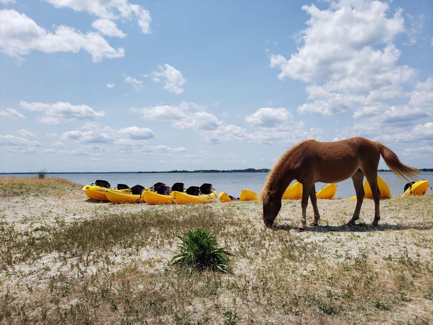 Berlin: Assateague Island Wildlife Discovery Kayak Tour - What to Expect on Your Assateague Island Kayak Tour  