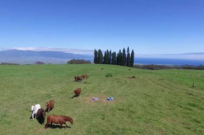 Best Haleakala Downhill Self-Guided Bike Tour with Maui Sunriders - Summary