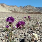 Best of Death Valley Small Group Day Tour from Las Vegas - Who Is This Tour Best Suited For?