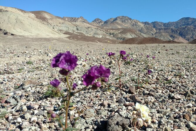 Best of Death Valley Small Group Day Tour from Las Vegas - Who Is This Tour Best Suited For?