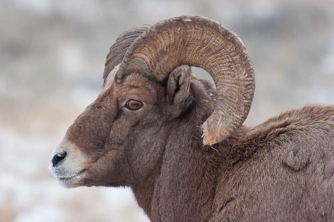 Best of Jackson Hole Wildlife Private Safari Tour - Key Points