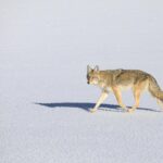 Best of Jackson Hole Wildlife Private Safari Tour - Why Choose the Best of Jackson Hole Wildlife Private Safari Tour?