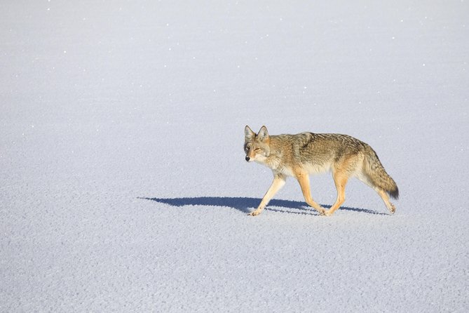 Best of Jackson Hole Wildlife Private Safari Tour - Why Choose the Best of Jackson Hole Wildlife Private Safari Tour?