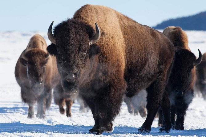 Best of Jackson Hole Wildlife Private Safari Tour - Detailed Tour Breakdown