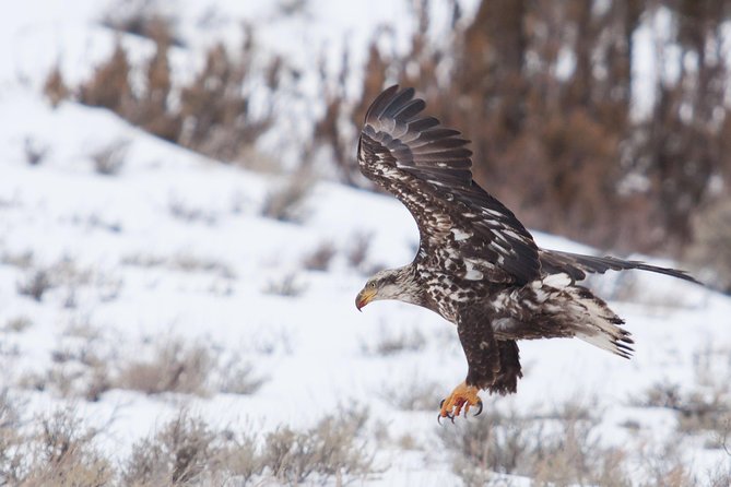 Best of Jackson Hole Wildlife Private Safari Tour - What To Expect From the Experience