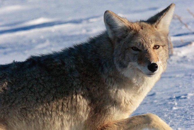 Best of Jackson Hole Wildlife Private Safari Tour - Who Should Book This Tour?