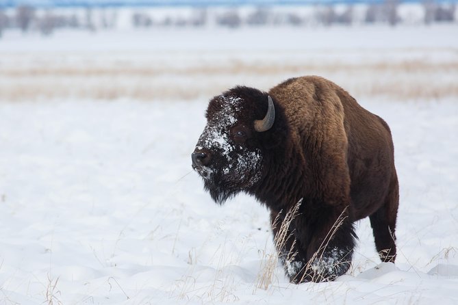 Best of Jackson Hole Wildlife Private Safari Tour - FAQ