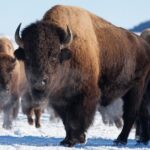 Best of Jackson Hole Wildlife Safari Tour - Final Thoughts