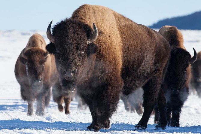 Best of Jackson Hole Wildlife Safari Tour - Final Thoughts