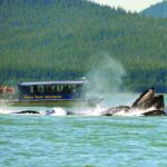 Best of Juneau: Mendenhall Glacier, Whale Watching and Salmon Bake - Practical Details: What You Need to Know