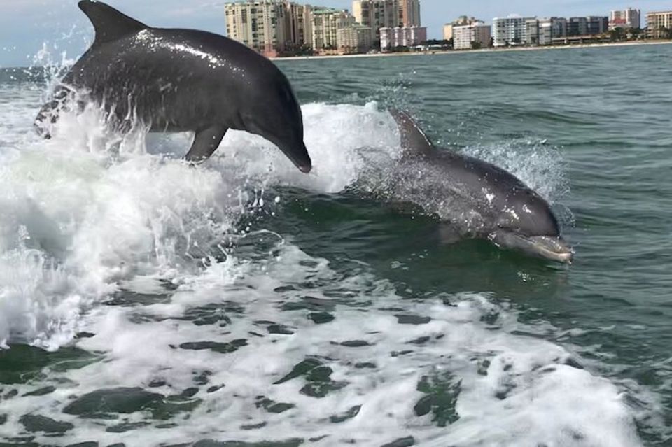Best of Marco Dolphin Tour - Key Points