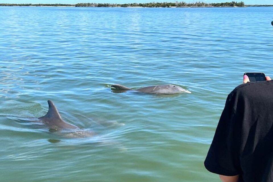 Best of Marco Dolphin Tour - A Detailed Look at the Experience