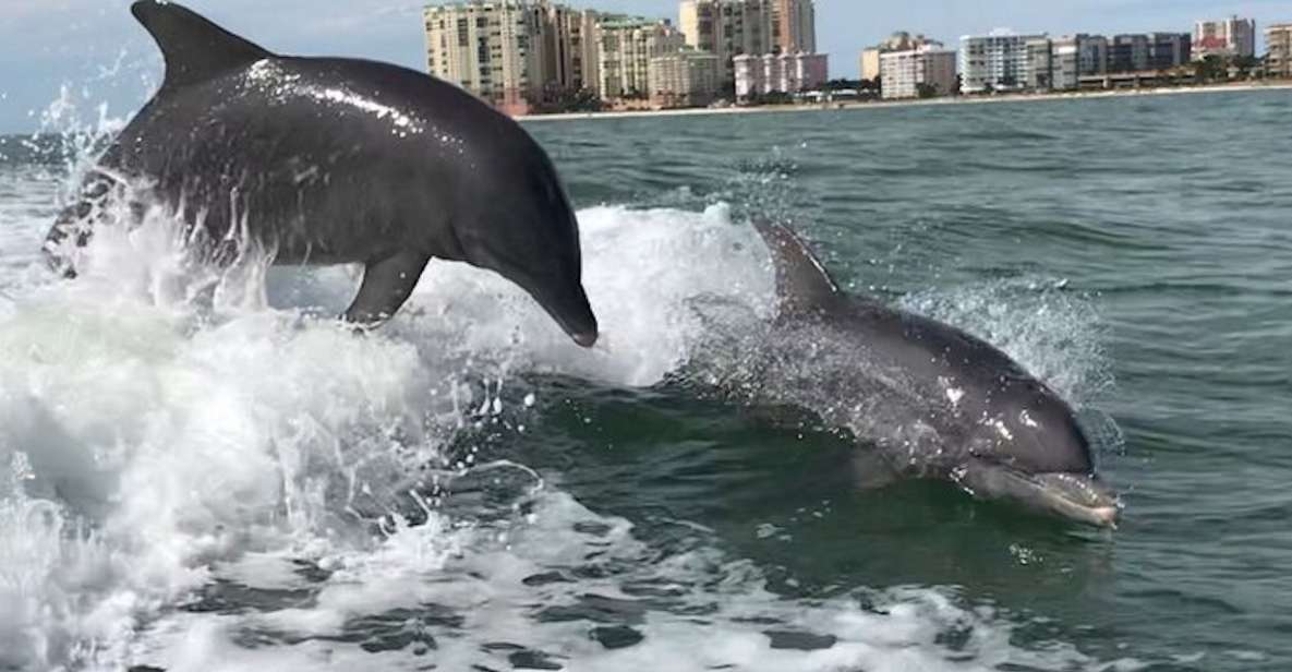 Best of Marco Dolphin Tour - Practical Tips