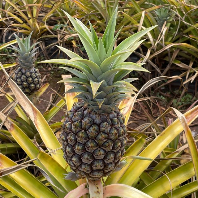 Best of Oahu in One Day - Final Thoughts