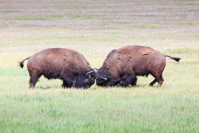 Best Of Yellowstone Full Day Nat'l Park Tour From Gardiner - An In-Depth Look at the Yellowstone Tour From Gardiner