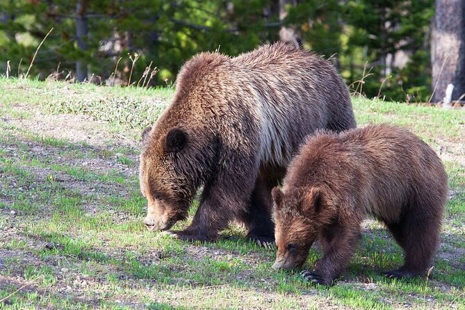 Best Of Yellowstone Full Day Nat'l Park Tour From Gardiner - Who Should Consider This Tour?