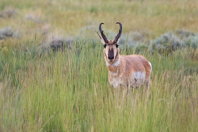Best Of Yellowstone Full Day Nat'l Park Tour From Gardiner - Frequently Asked Questions