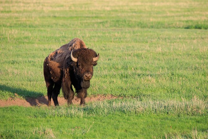 Best of Yellowstone Guided Tour from Bozeman - Private Tour - Who Is This Tour Best For?
