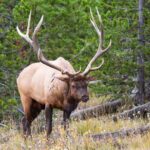 Best of Yellowstone Nat'l Park Tour from Paradise Valley - Who Will Love This Tour?