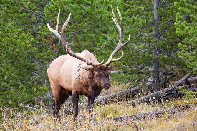 Best of Yellowstone Nat'l Park Tour from Paradise Valley - Who Will Love This Tour?