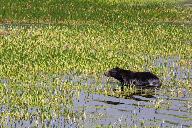 Best of Yellowstone Nat'l Park Tour from Paradise Valley - FAQs