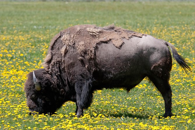 Best of Yellowstone Private National Park Safari Tour - Who Will Love This Tour?