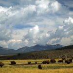Best of Yellowstone Tour from Paradise Valley - Private Tour - The Sum Up
