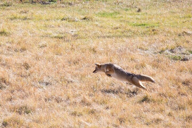 Best of Yellowstone Tour from Paradise Valley - Private Tour - Frequently Asked Questions
