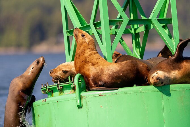 Best Whale Watching and Wildlife Shore Excursion in Sitka - An In-Depth Look at the Experience