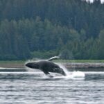 Best Whale Watching and Wildlife Shore Excursion in Sitka - Final Thoughts