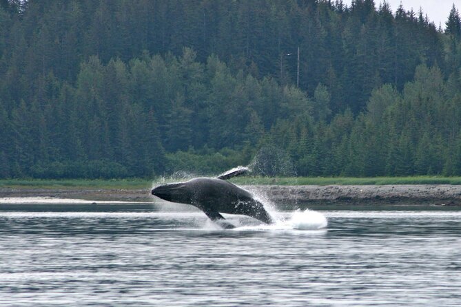 Best Whale Watching and Wildlife Shore Excursion in Sitka - Final Thoughts