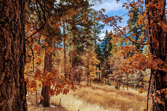 Big Bear Fall Colors Hiking Tour in Southern California - Key Points