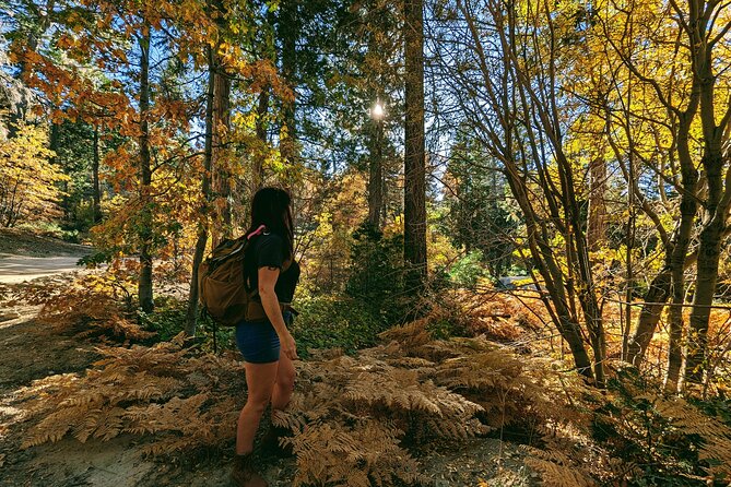 Big Bear Fall Colors Hiking Tour in Southern California - FAQ: Your Questions About the Big Bear Fall Colors Hiking Tour