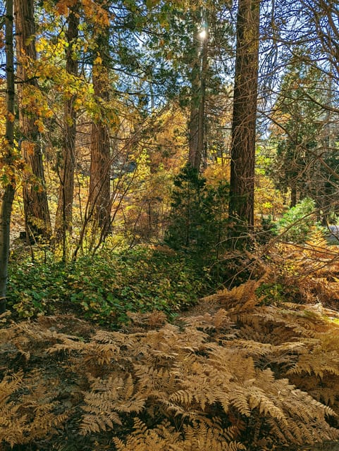 Big Bear: Family-Friendly Nature Walk w Hot Chocolate - Frequently Asked Questions