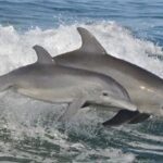 Big Fun Dolphin Cruise & Sealife Experiece ORANGE BEACH ALABAMA - FAQs