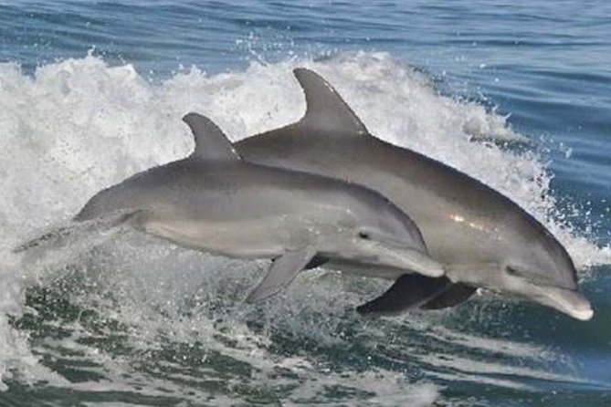 Big Fun Dolphin Cruise & Sealife Experiece ORANGE BEACH ALABAMA - FAQs