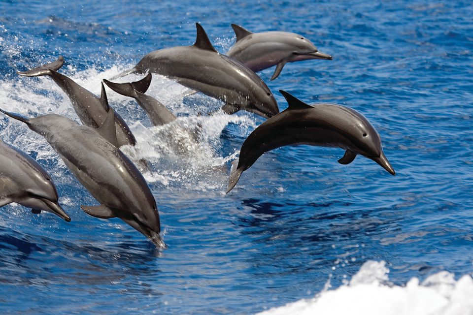 Big Island: 3 Hour Waikoloa Snorkeling & Sailing Adventure - Key Points