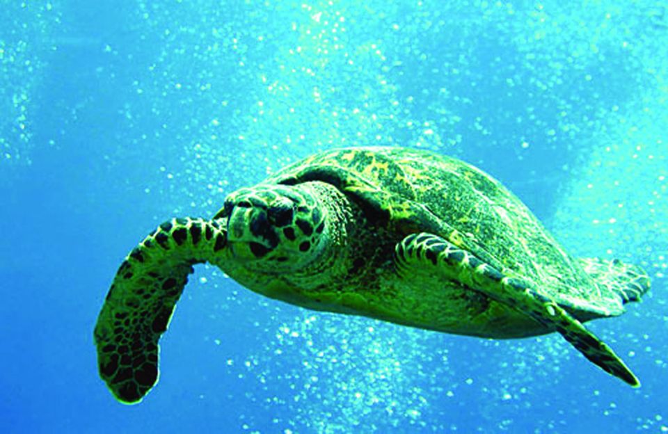 Big Island: 3 Hour Waikoloa Snorkeling & Sailing Adventure - Setting the Scene: Why This Tour Matters