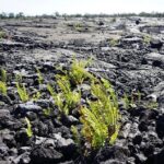 Big Island Hawaii Volcano Day tour from Oahu and Hotel PU - Transportation and Practical Details