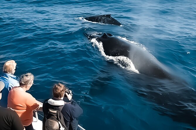 Big Island, Hawaii Whale Watching Tour - The Itinerary and What to Expect
