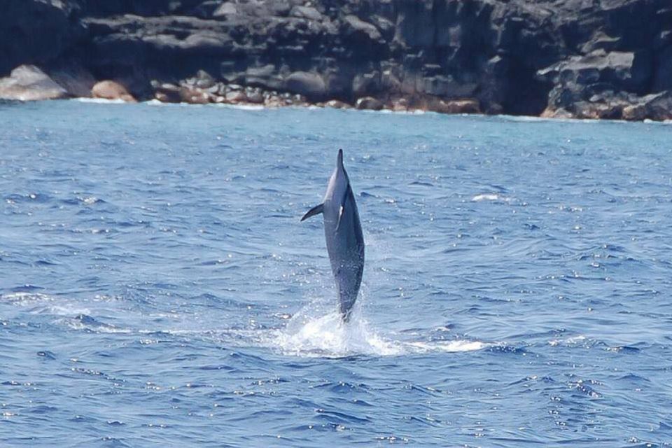 Big Island: Kealakekua Bay, Captain Cook & Marine Life Tour - The Boat & Amenities: Comfort Counts