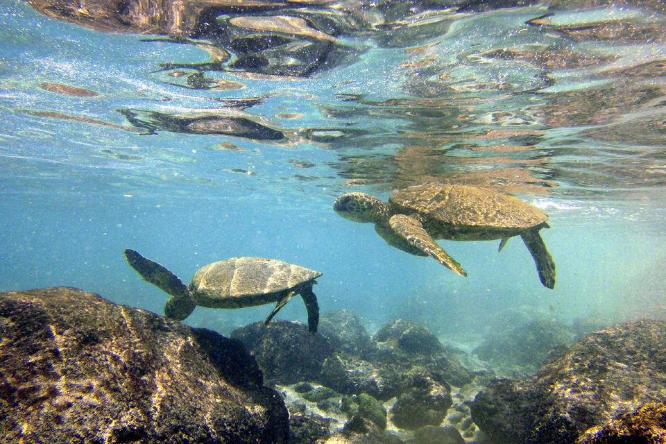 Big Island: Kona Half-Day Boat Tour with Snorkeling & Lunch - The Itinerary: What’s in Store?