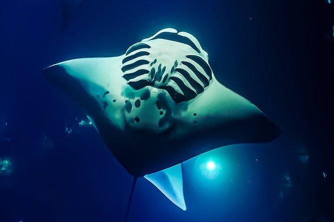 Big Island, Kona Manta Ray Night Snorkel Tour - Final Thoughts