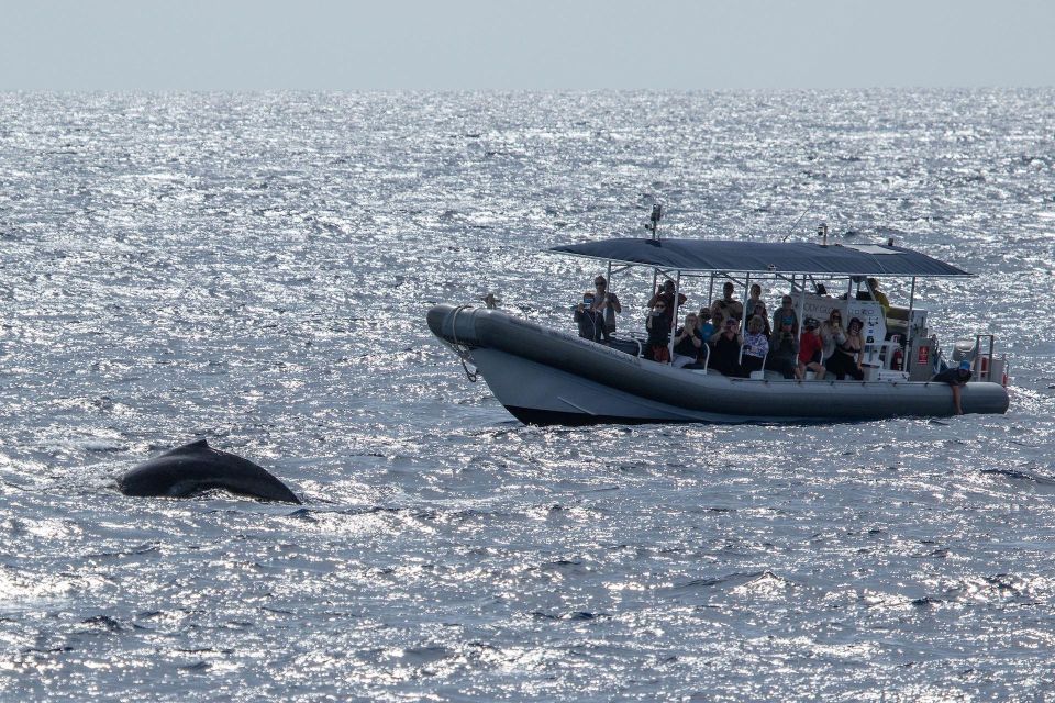 Big Island: Kona Super Raft Whale Watch - An Overview of the Kona Super Raft Whale Watch