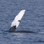Big Island: Kona Super Raft Whale Watch - What to Expect During the Tour